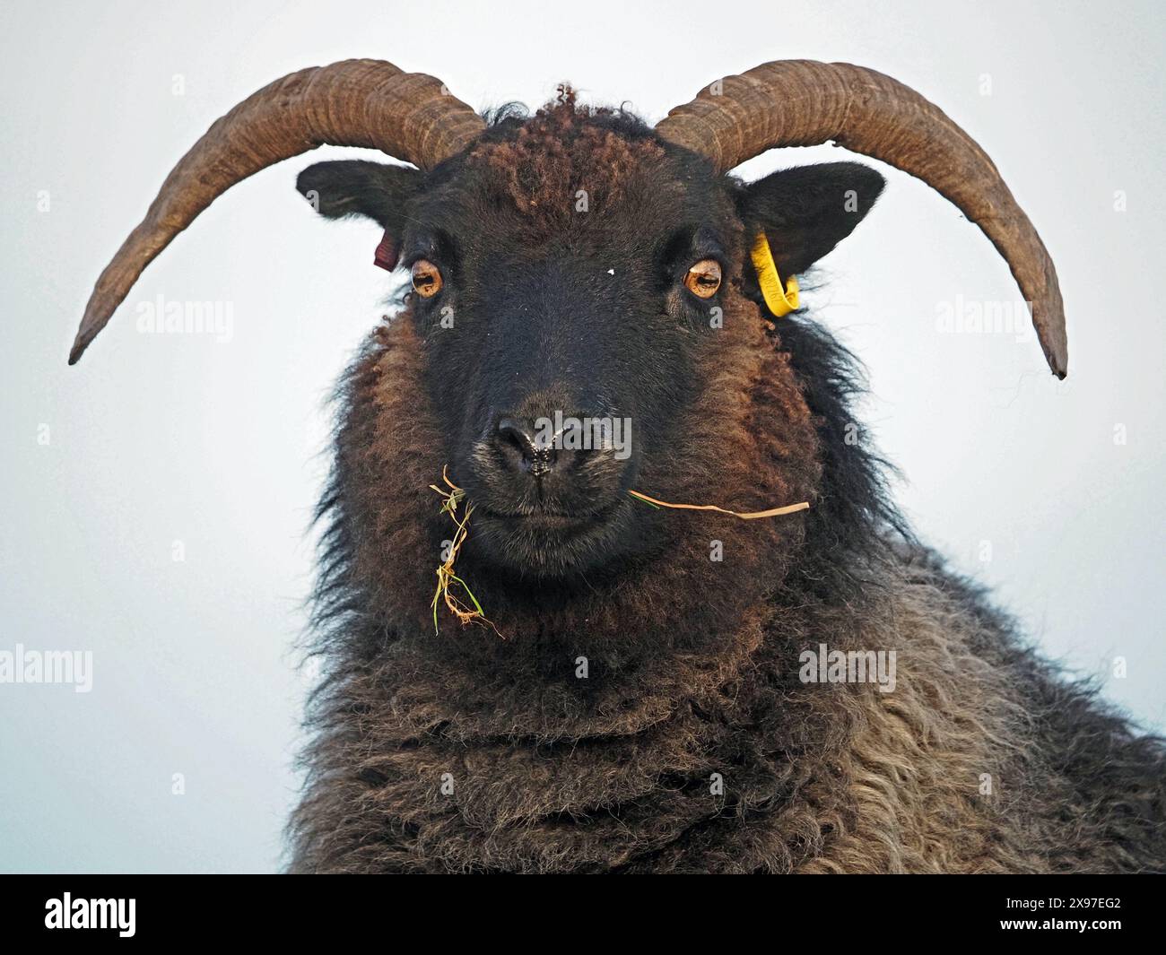 close-up of Hebridean Sheep - rare breed kept at WWT Caerlaverock ...