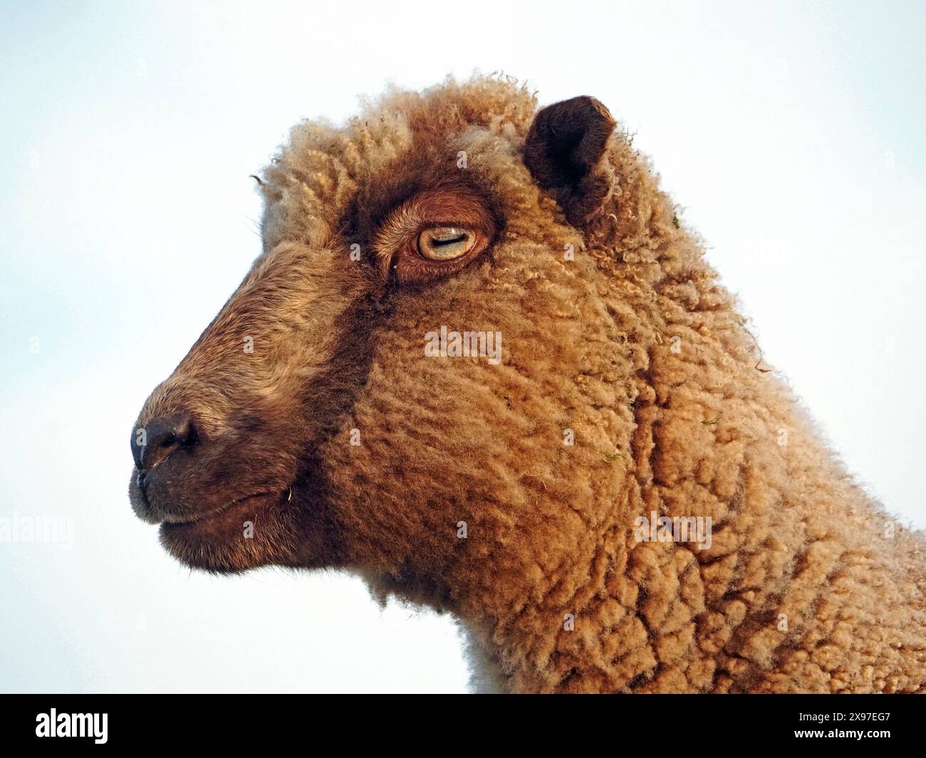 close-up of Hebridean Sheep - rare breed kept at WWT Caerlaverock ...