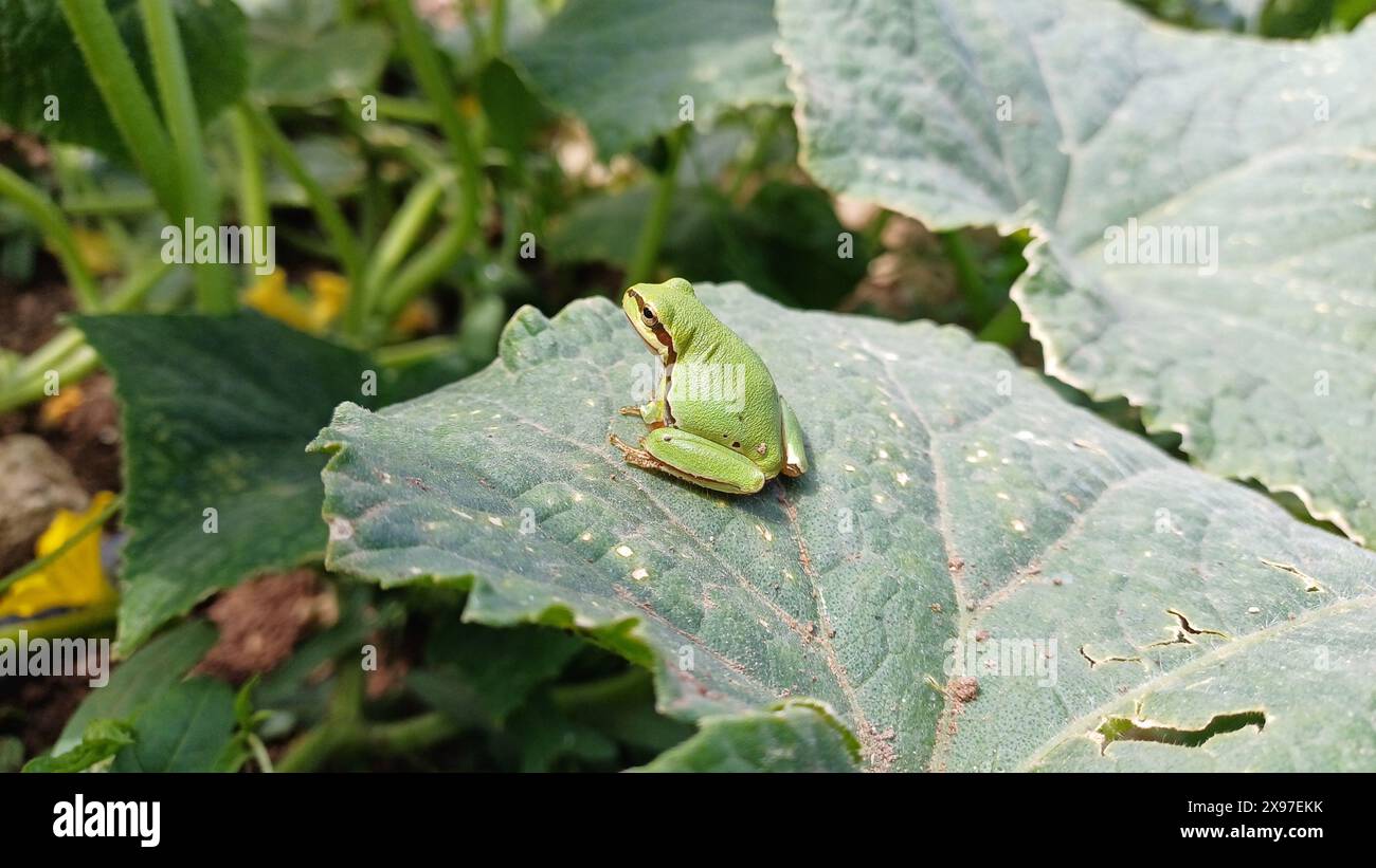 European tree frog, Hyla arborea, sitting on green leaf with clear ...