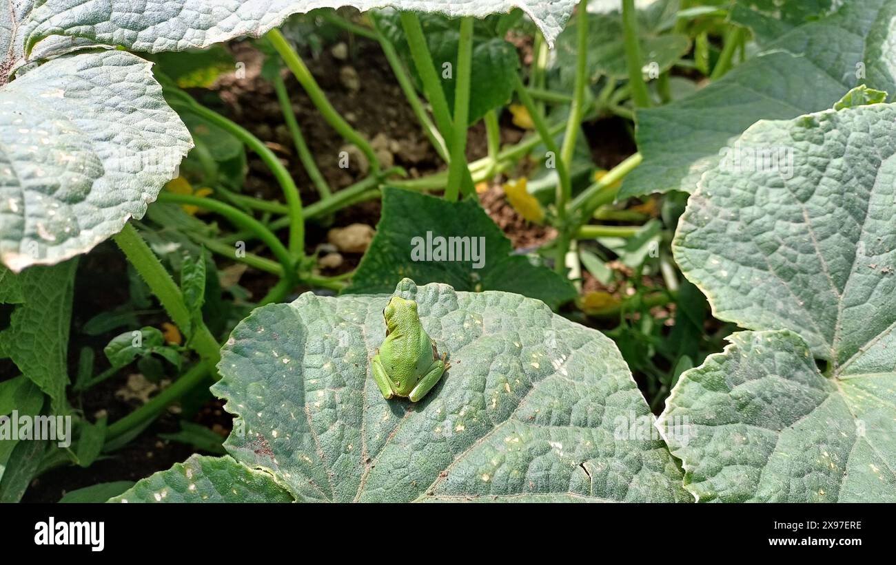 European tree frog, Hyla arborea, sitting on green leaf with clear ...