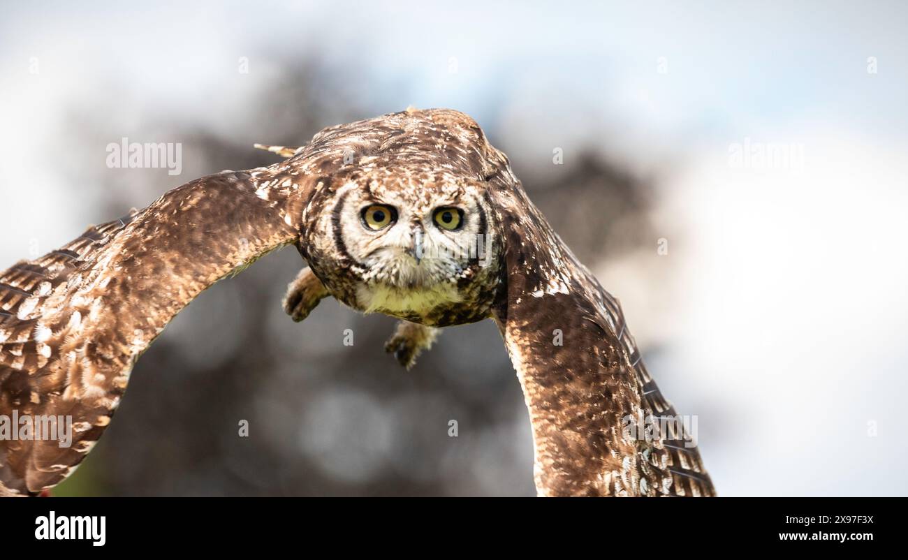 Owl at Suffolk Owl Sanctuary in Suffolk. UK Stock Photo - Alamy