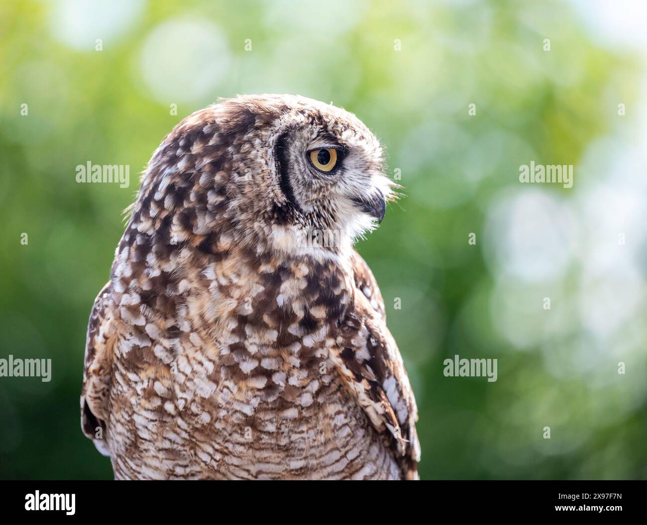 Owl at Suffolk Owl Sanctuary in Suffolk. UK Stock Photo - Alamy