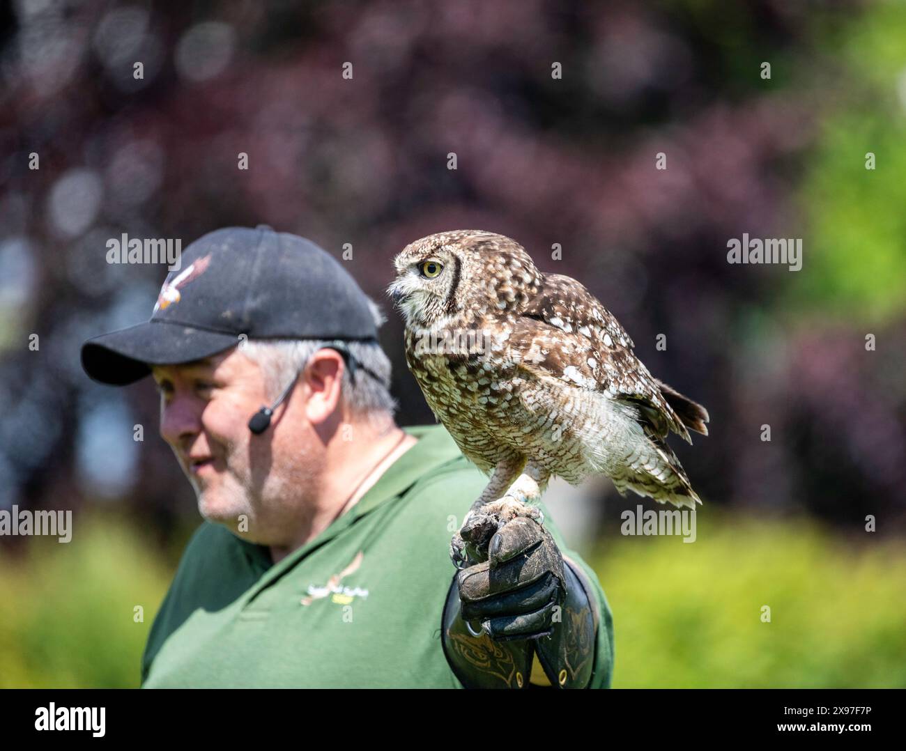 Owl at Suffolk Owl Sanctuary in Suffolk. UK Stock Photo - Alamy