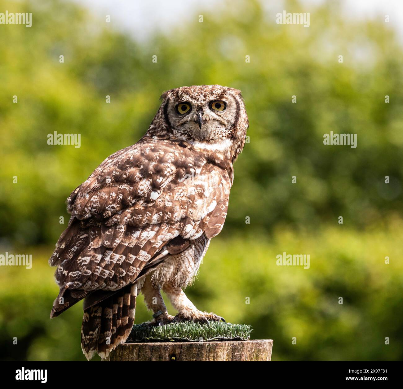 Owl at Suffolk Owl Sanctuary in Suffolk. UK Stock Photo - Alamy