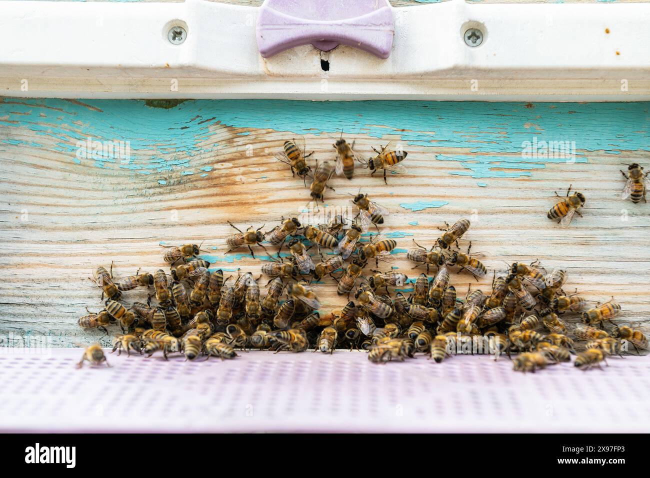 Teamwork of bees hi-res stock photography and images - Alamy