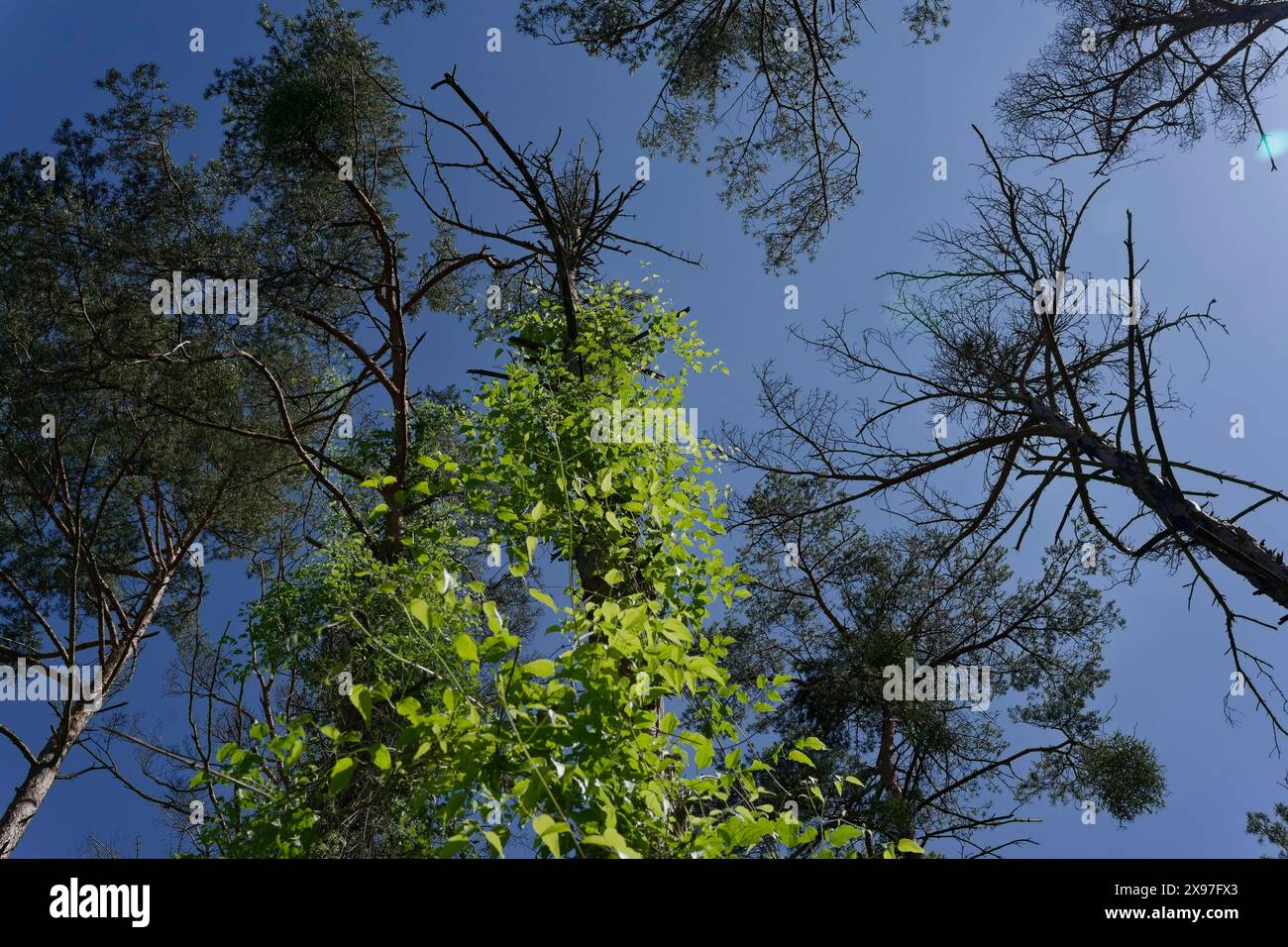 Gaimersheim in bavaria hi-res stock photography and images - Alamy