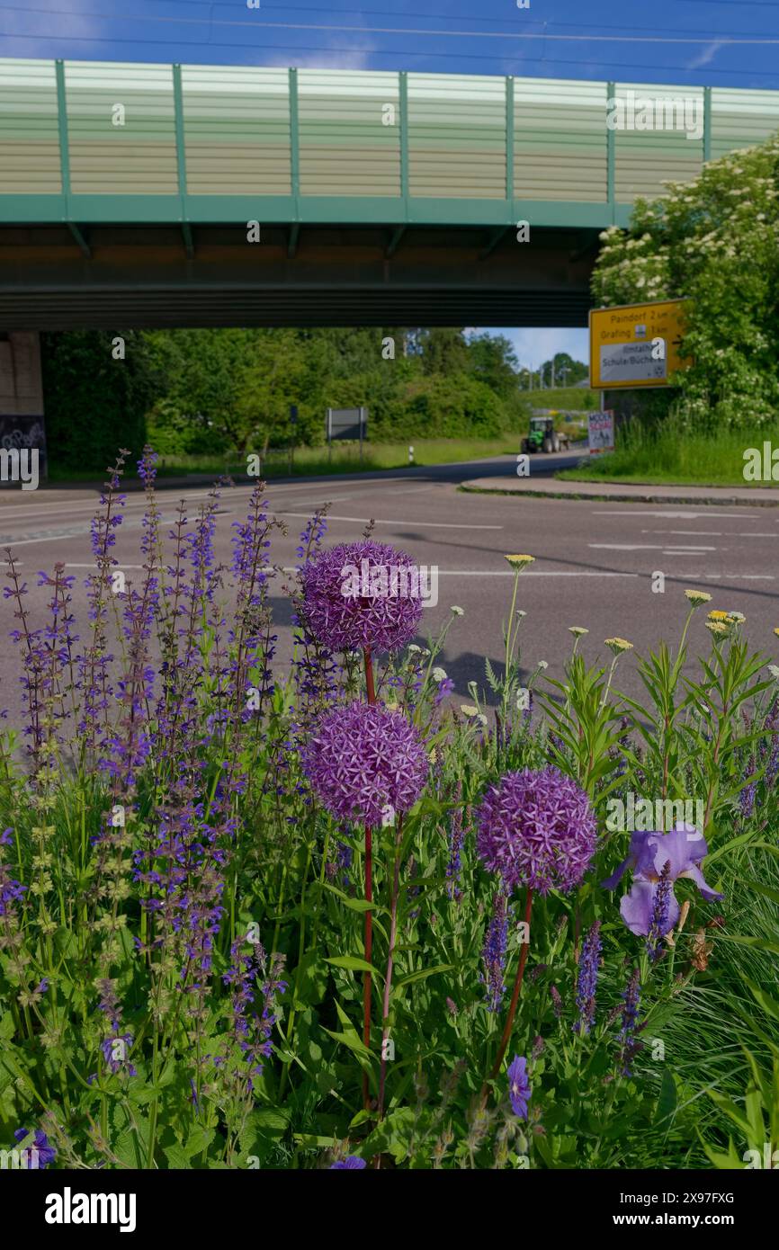 Roadside flower island, allium, ornamental leek, leek, flowers ...