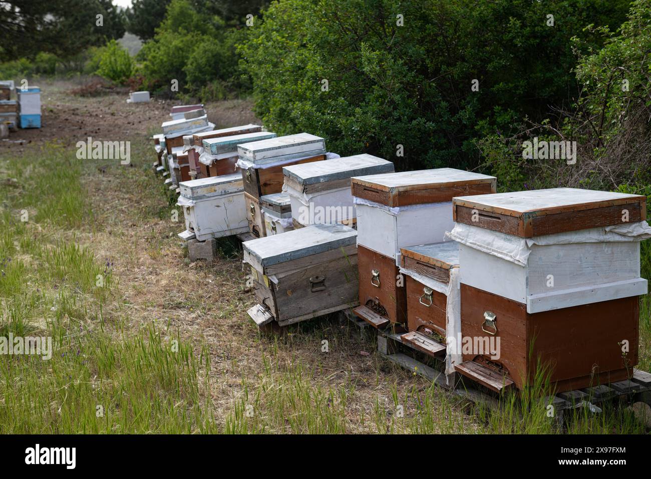 Beehives making fresh honey in the village, organic honey, village life ...