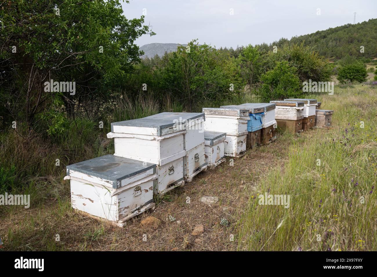 Beehives making fresh honey in the village, organic honey, village life ...