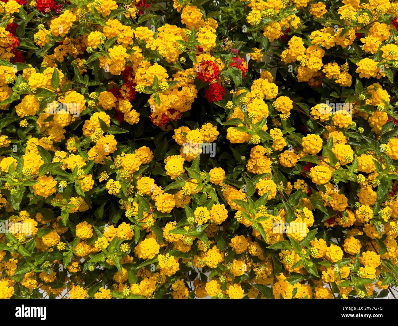 Dense shrub with yellow flowers of spanish flag (Lantana camara) from ...