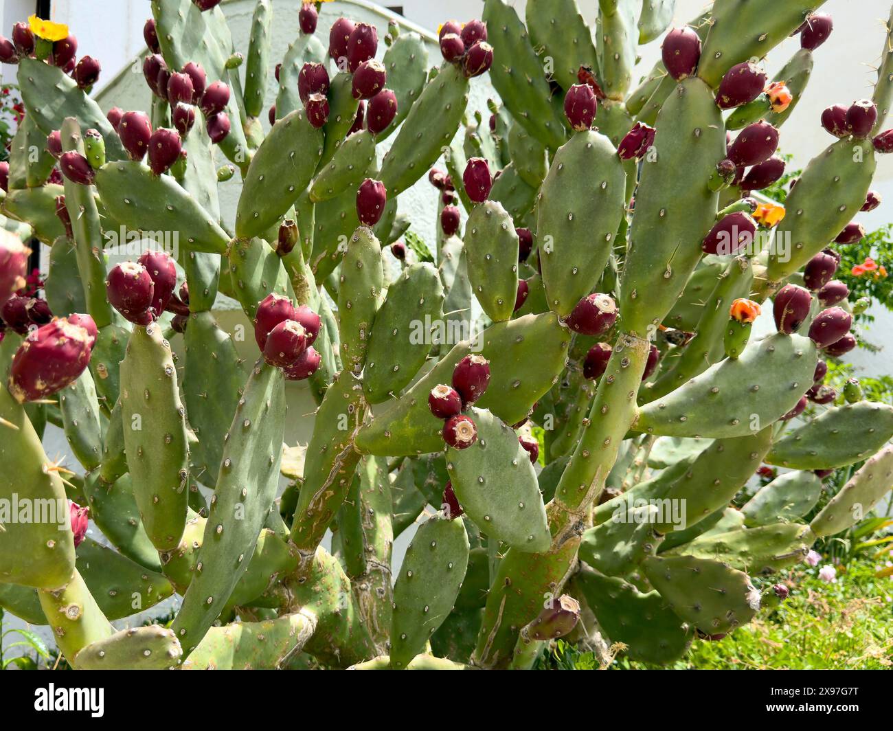 Cactus pear (Opuntia ficus-indica) Opuntia bears many shoots of red ...