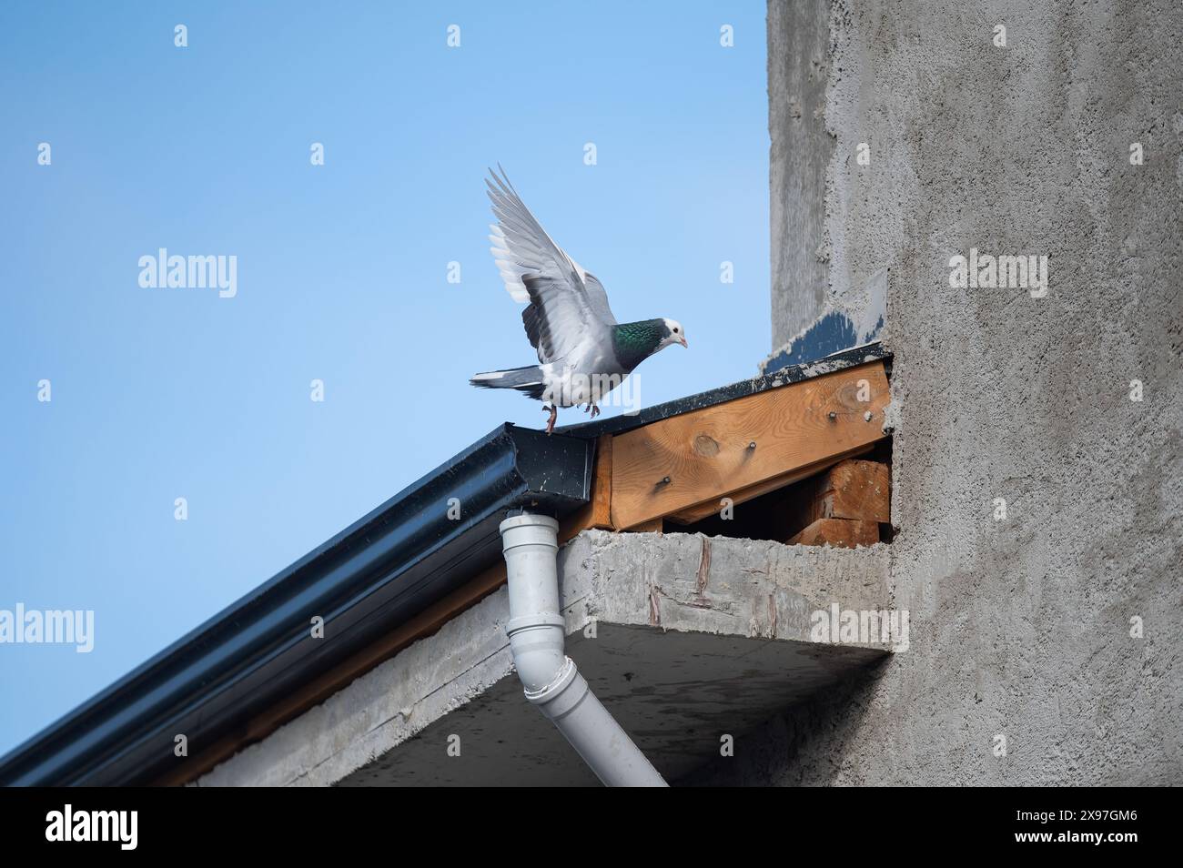 Pigeons on dome hi-res stock photography and images - Alamy