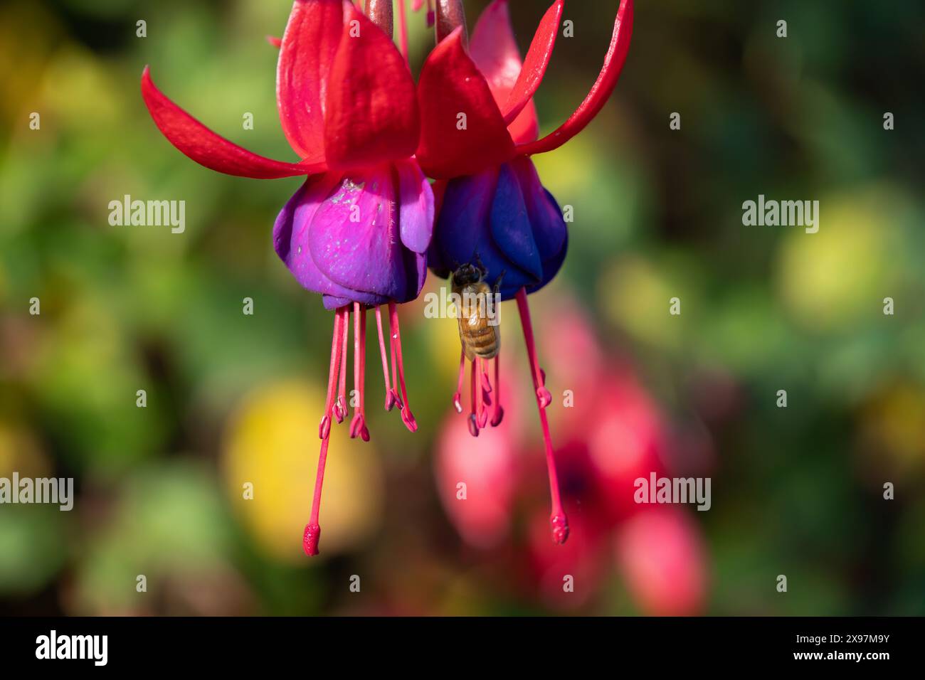 Honey bee visiting a pair of pink and purple fuchsia flowers. Bees are ...