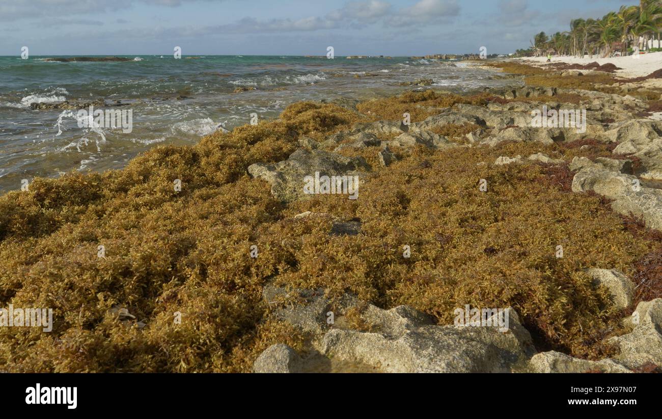 Sargassum weed covers the beach of Dorado Royale hote in Cancun ...