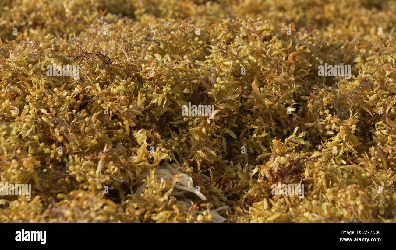 Sargassum weed covers the beach of Dorado Royale hote in Cancun ...