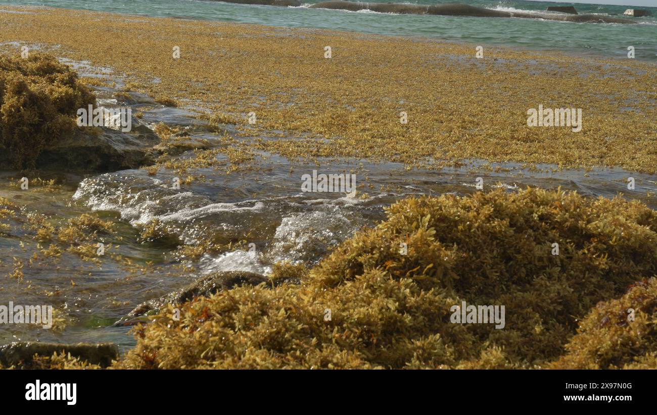 Sargassum weed covers the beach of Dorado Royale hote in Cancun ...