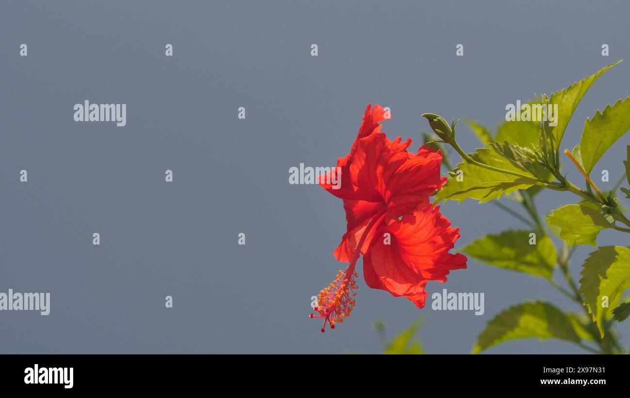 A red hibiscus flower lights up in the sun at El Dorado Royale hotel ...