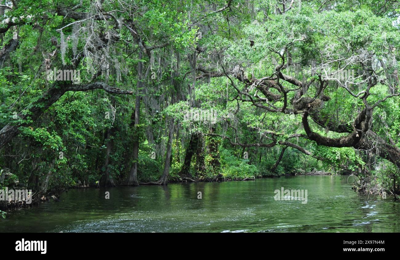 Sailing past a boat wake in Lake Dora canal with oak and cypress trees ...
