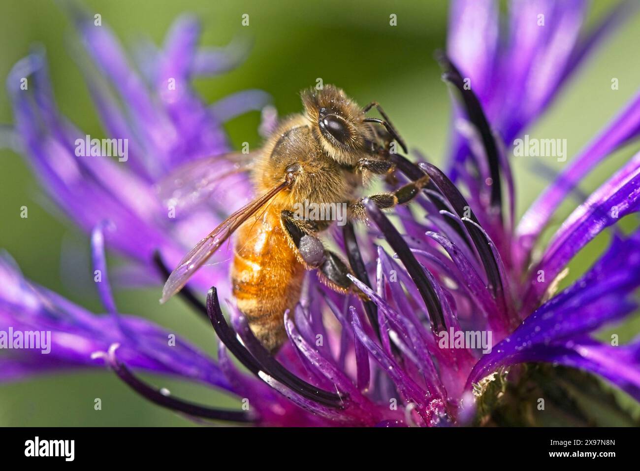 A small honey bee gathers pollen from a purple flower in a public ...
