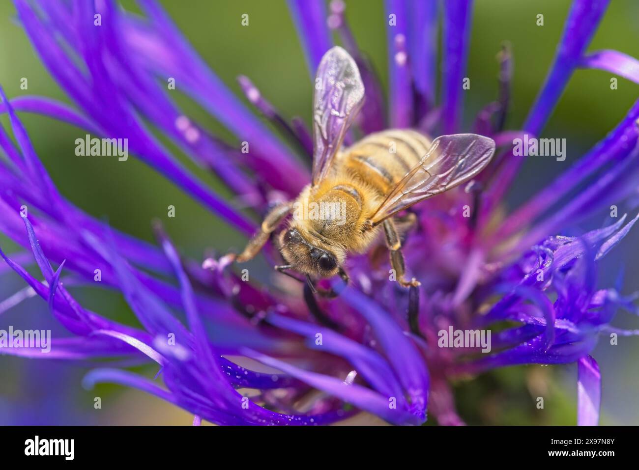 A small honey bee gathers pollen from a purple flower in a public ...
