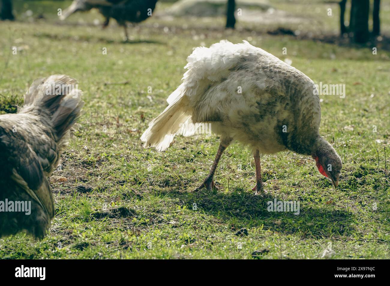 A white turkey walks in the yard. Homemade turkey breeding turkeys ...