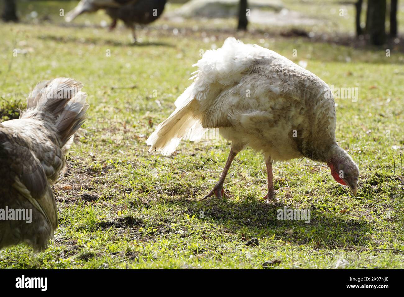 A white turkey walks in the yard. Homemade turkey breeding turkeys ...