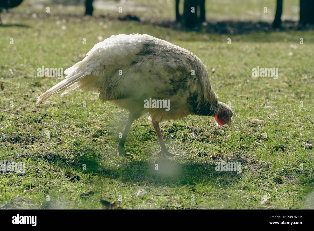The white turkey is very large in the countryside. Subsistence farming ...