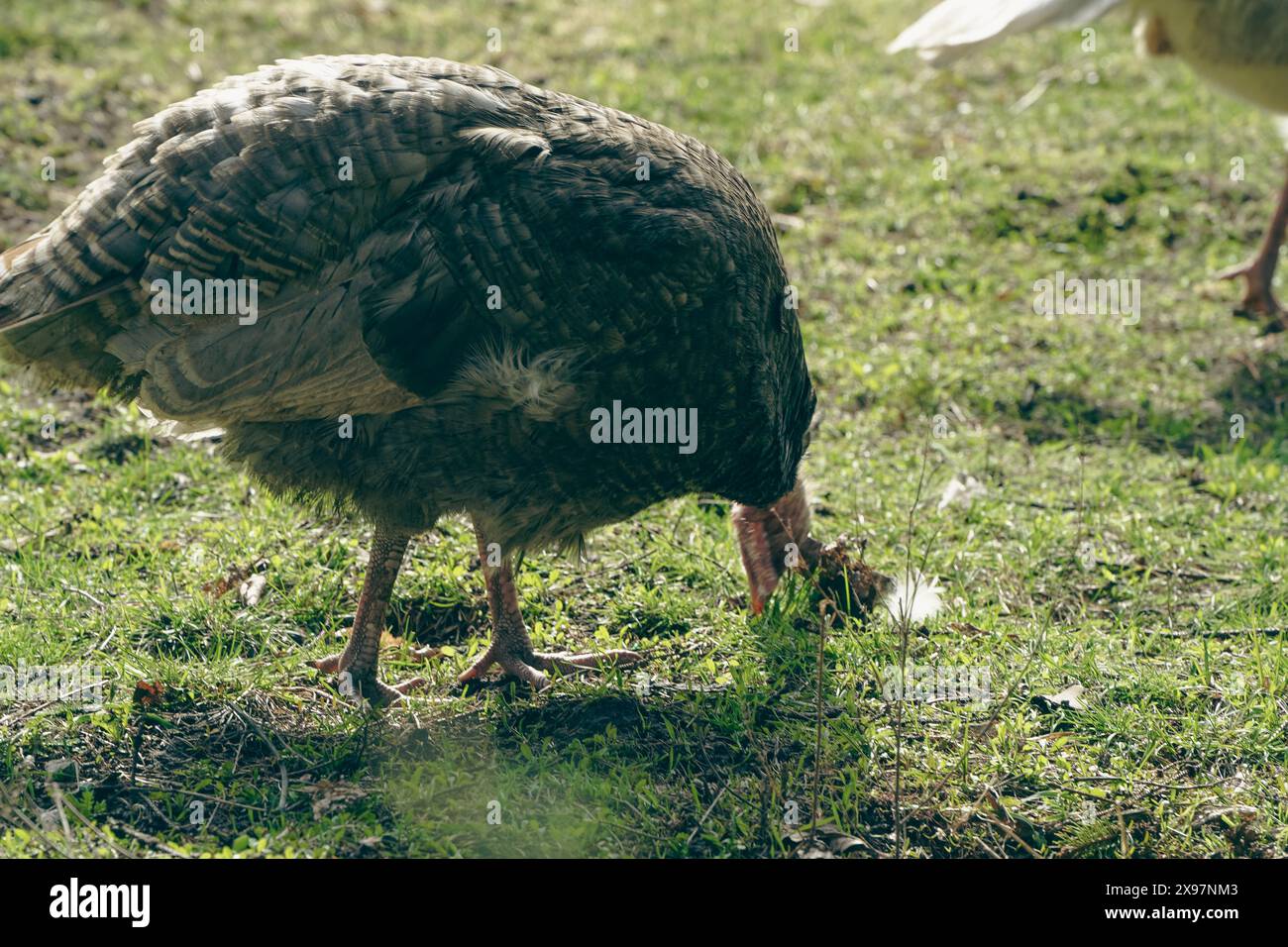 turkey bird stands on the farm, on the grass. the turkey runs on the ...