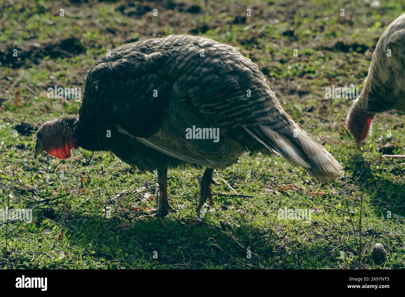 Domestic turkey. Turkeys down on an farm. Sunny day. turkey on the lawn ...