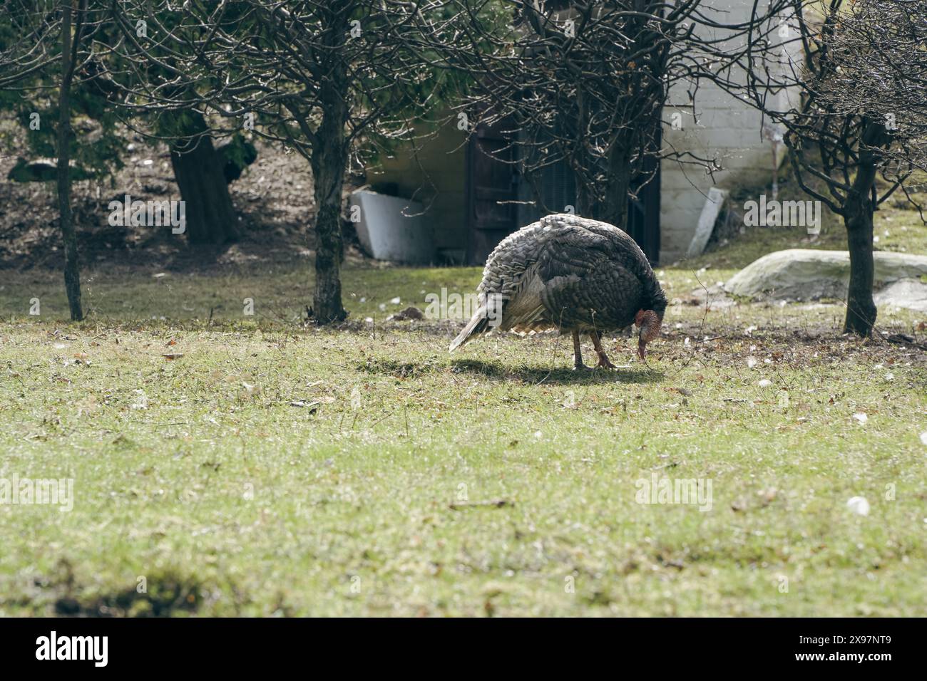 Domestic turkey. Turkeys down on an farm. Sunny day. turkey on the lawn ...