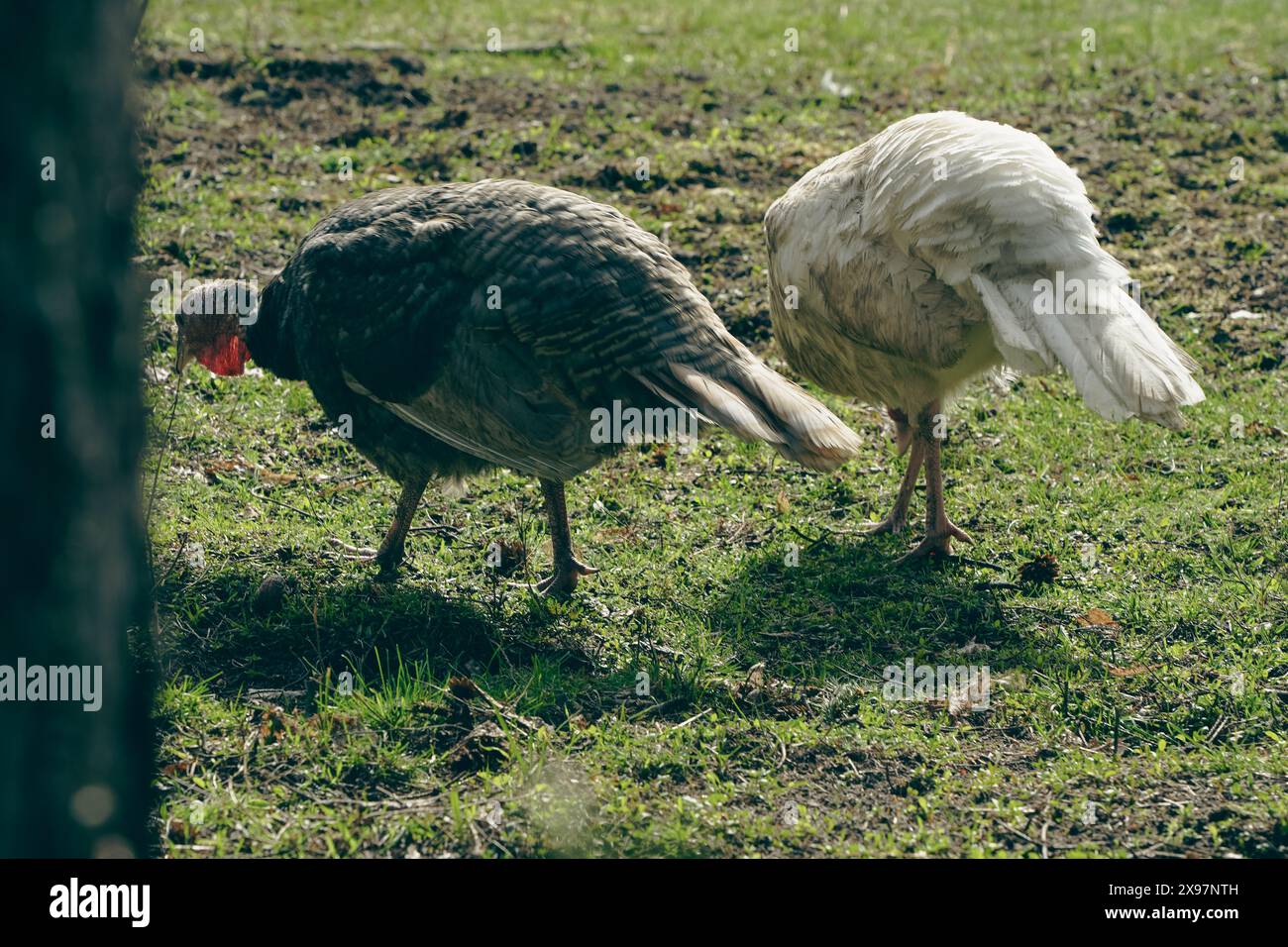 A turkey in full plumage. Turkey is grown on the farm. A live turkey in ...