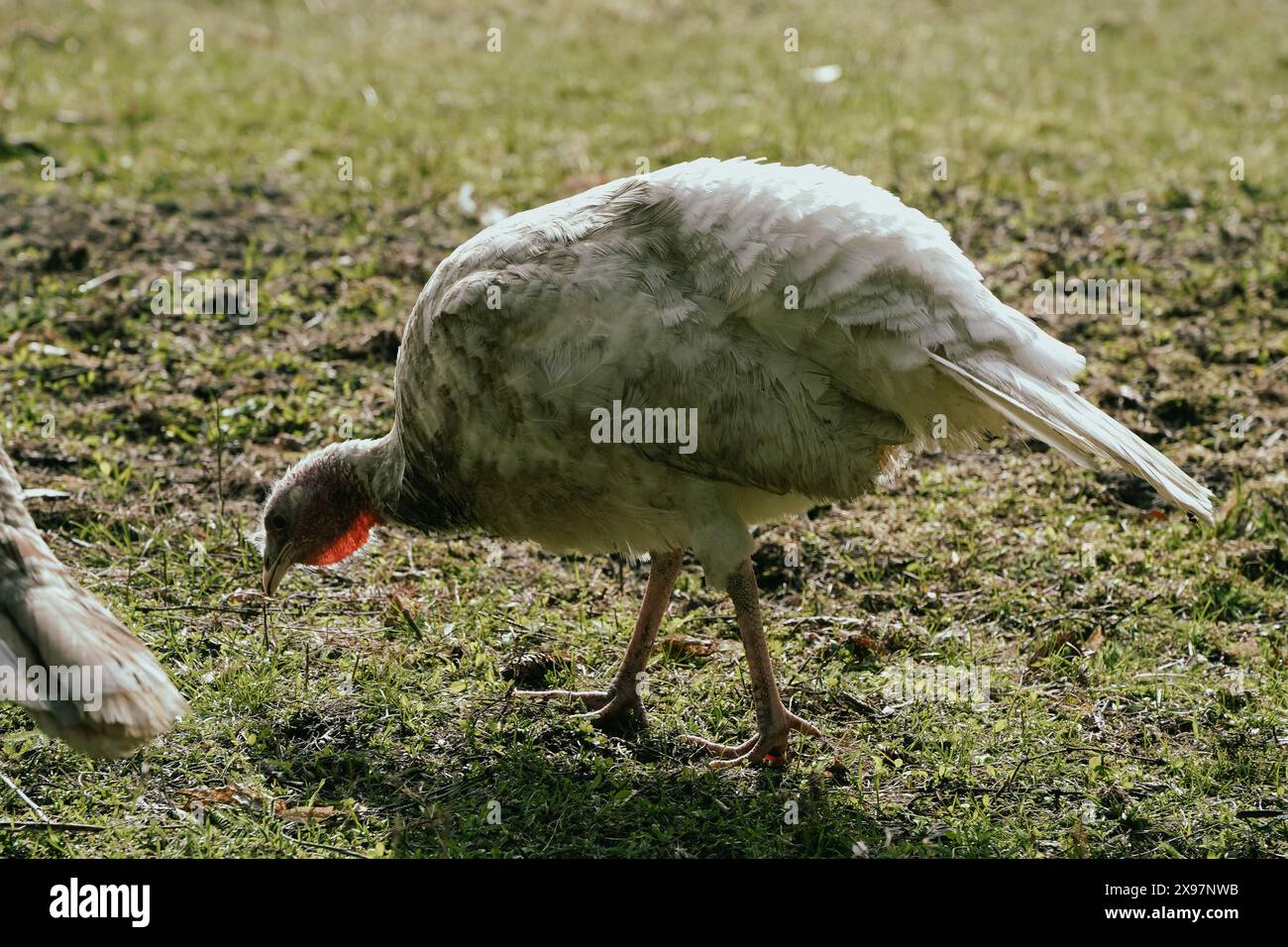 The white turkey is very large in the countryside. Subsistence farming ...