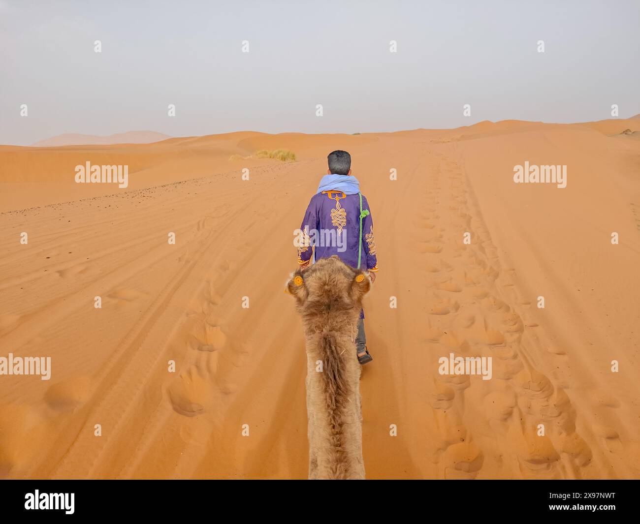 Moroccan berber bedouin walking Sahara desert with a Camel following ...