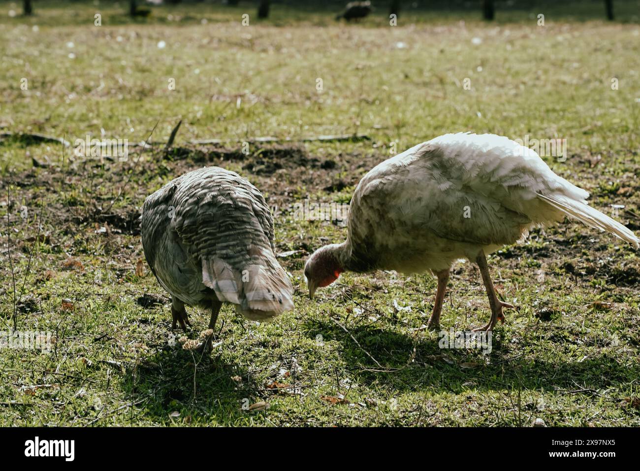 A turkey in full plumage. Turkey is grown on the farm. A live turkey in ...