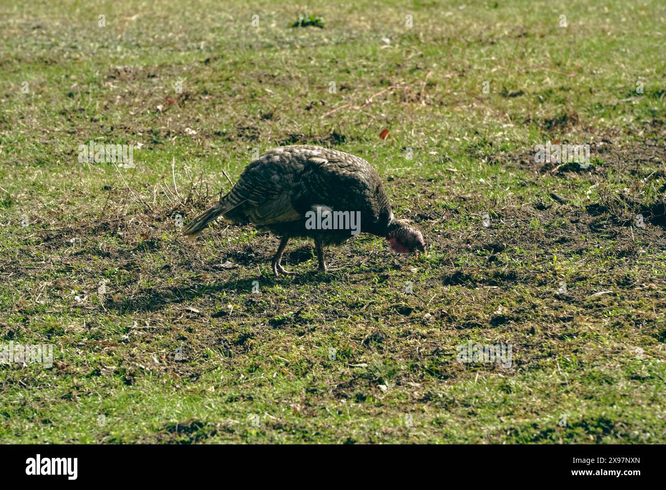 Turkey a pecking on stony ground. The turkey is very large in the ...