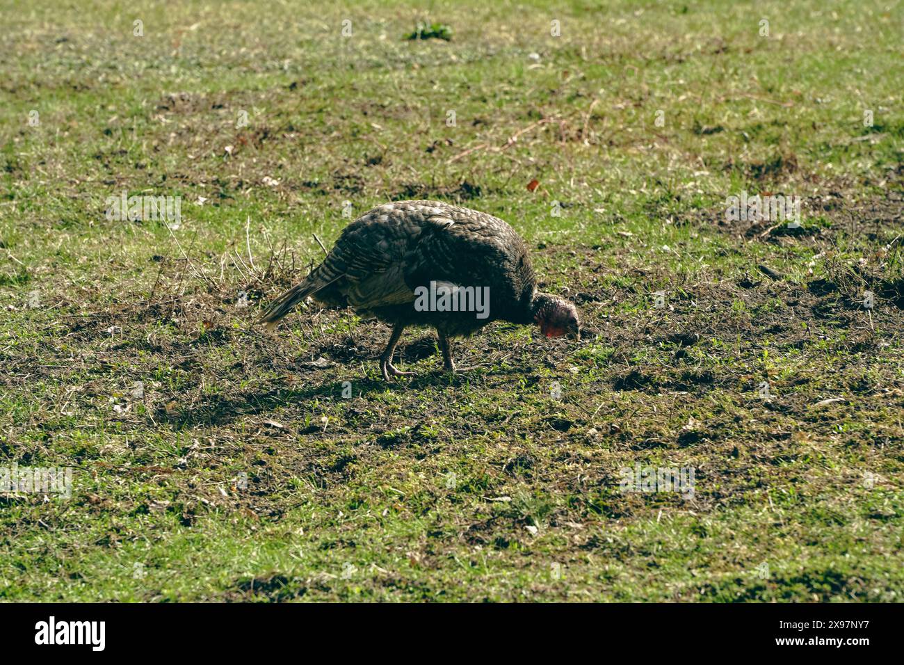 Turkey a pecking on stony ground. The turkey is very large in the ...
