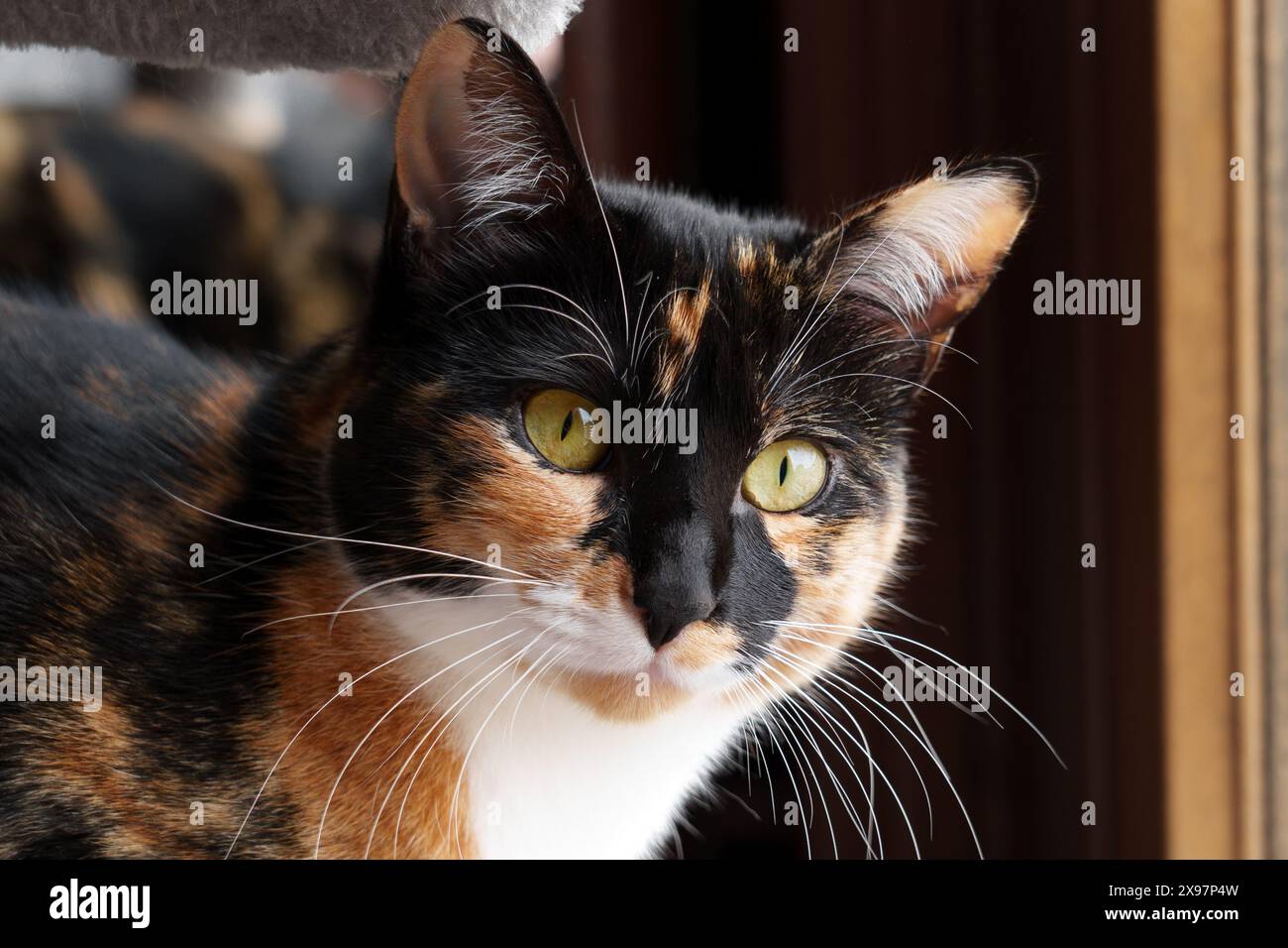 Close-up of a calico cat with striking green eyes, sitting by a window ...