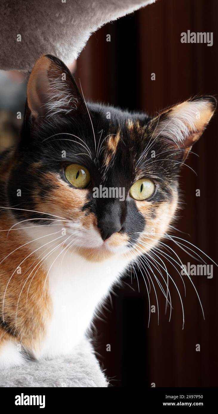 Adorable calico cat with long white whiskers and green eyes on a ...