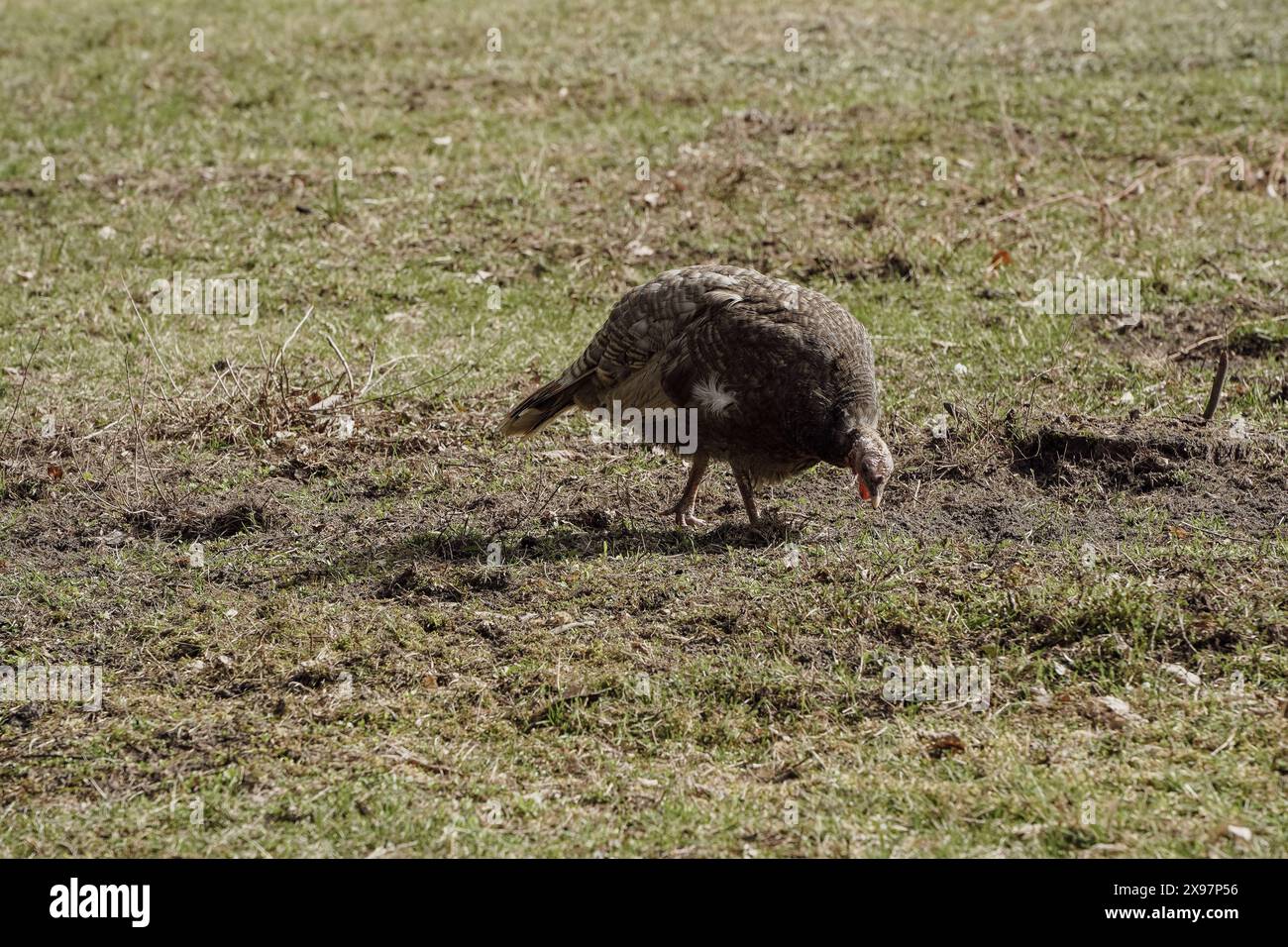 Turkey a pecking on stony ground. The turkey is very large in the ...