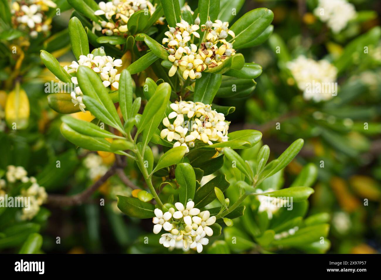 Blooming Australian laurel bush with white flowers. Flowering Mock ...