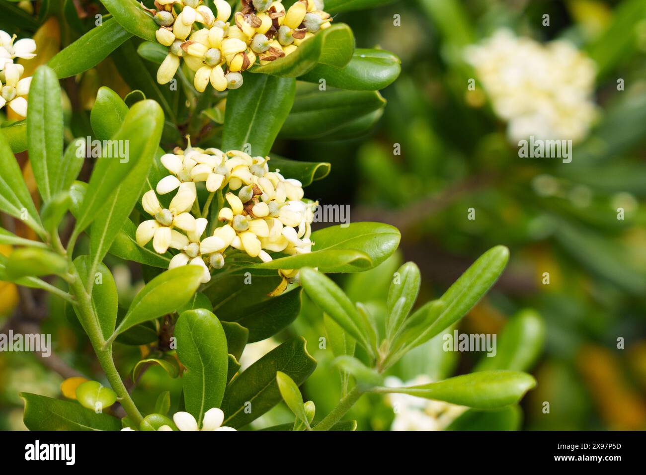 Beautiful white blooms of Australian laurel. Blooming Mock orange bush ...