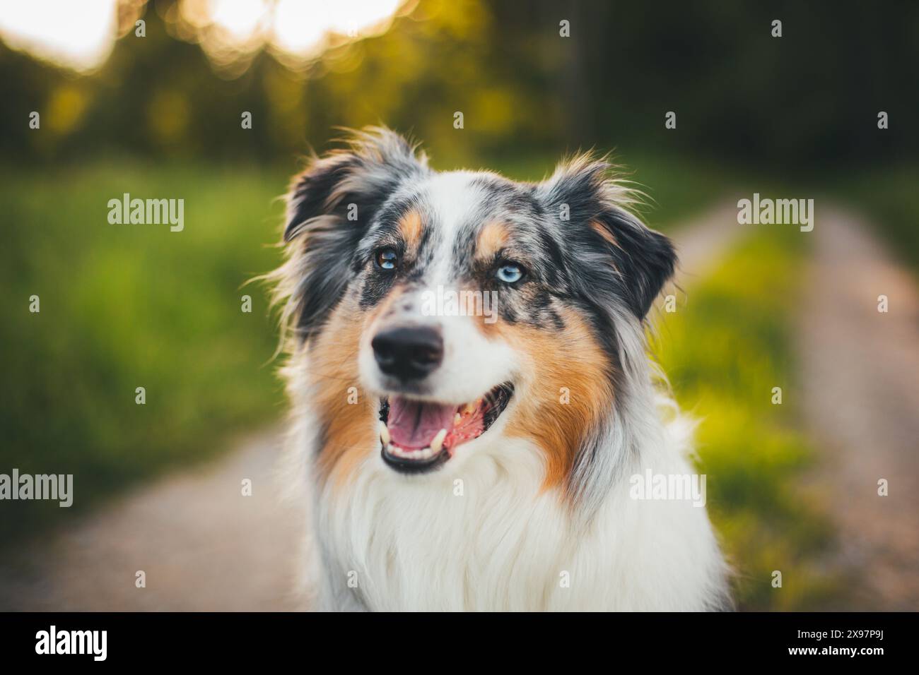 Merle evening hi-res stock photography and images - Alamy