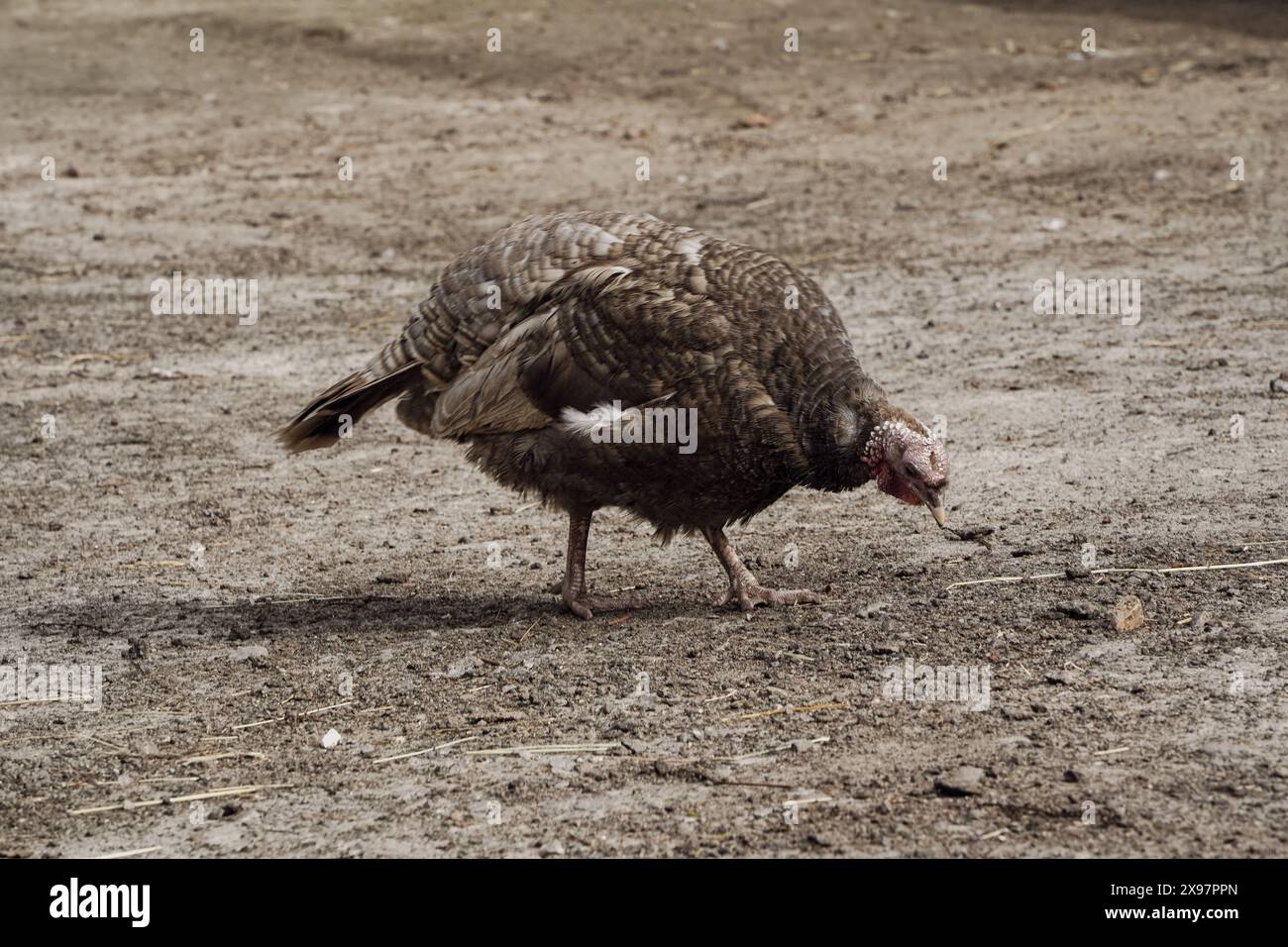 Turkey a pecking on stony ground. The turkey is very large in the ...