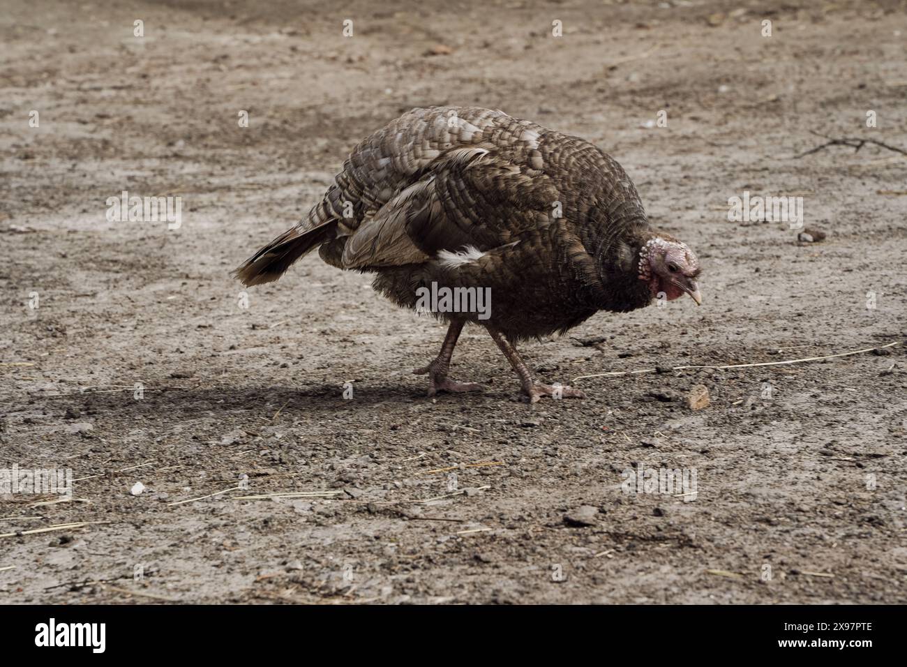 Turkey a pecking on stony ground. The turkey is very large in the ...