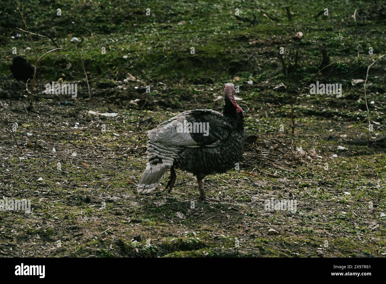 Domestic turkey. Turkeys down on an farm. Sunny day. turkey on the lawn ...
