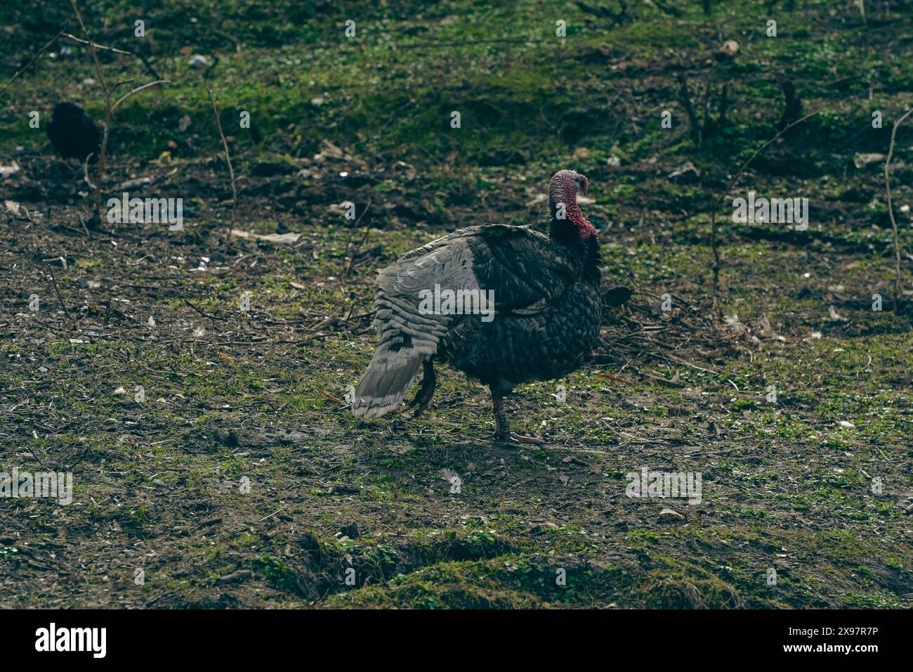 Domestic turkey. Turkeys down on an farm. Sunny day. turkey on the lawn ...
