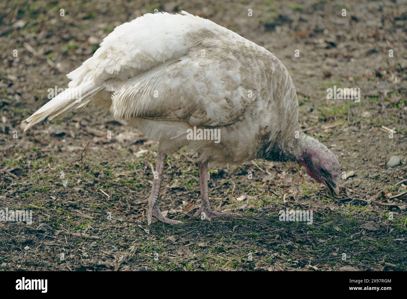 A white turkey walks in the yard. Homemade turkey breeding turkeys ...