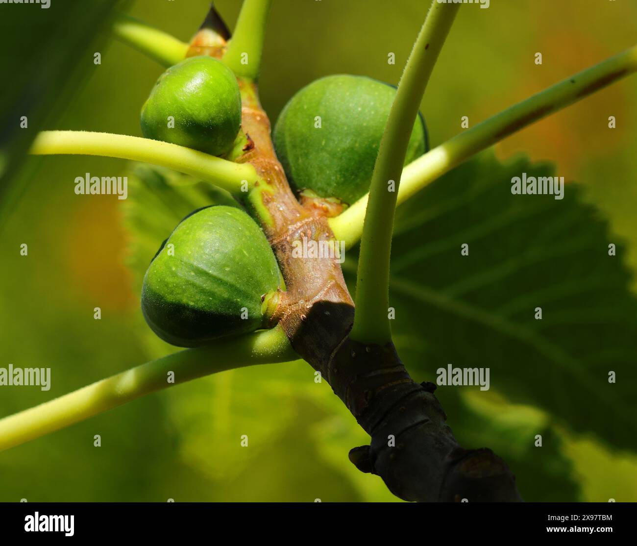 Detail of an organic fig tree, leaves and unripe green figs. Ficus ...