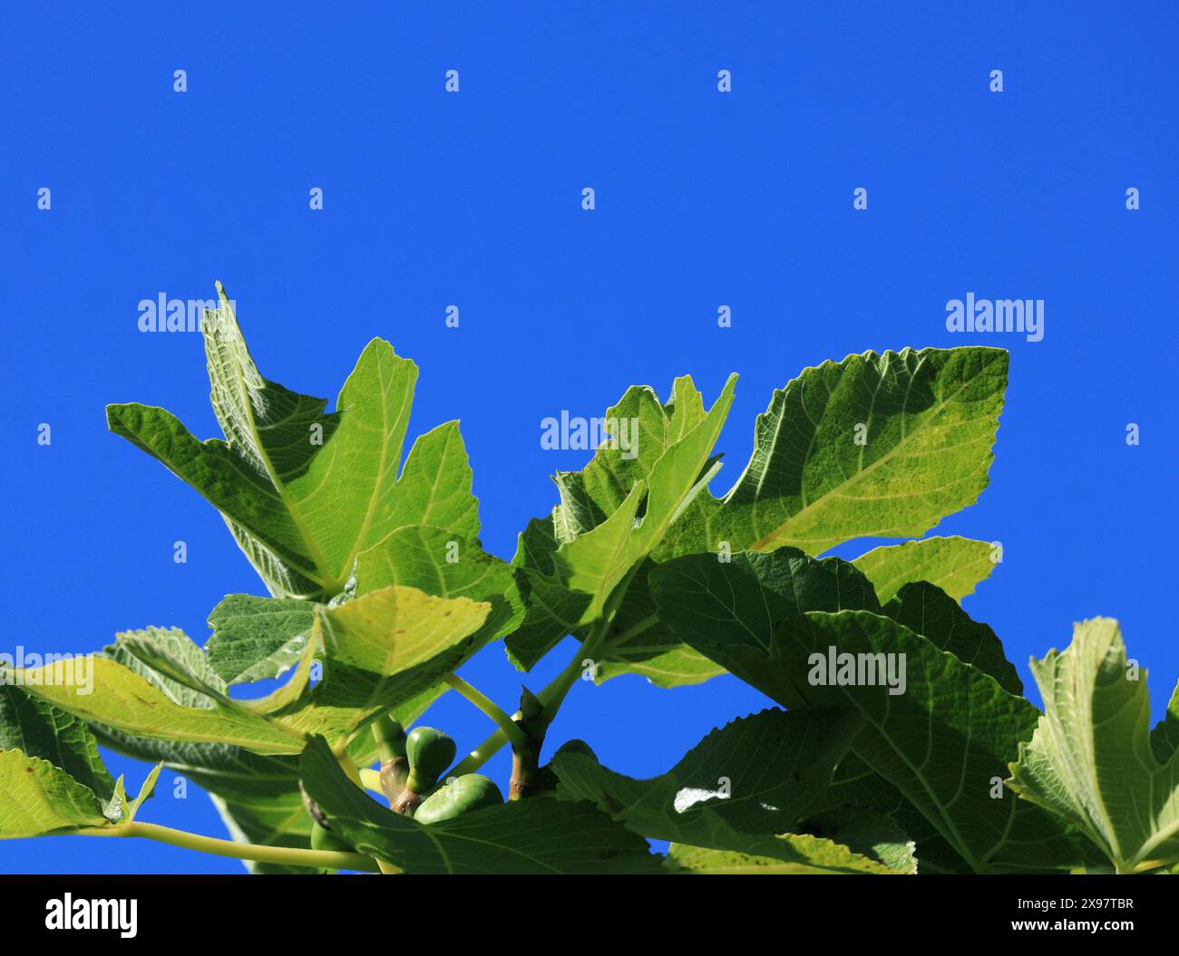 Concept - Environment, pure air. Spring - summer. Fresh young Fig tree ...