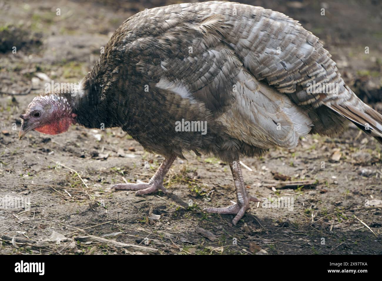Turkey in full plumage. Pastures grow turkey on a farm. A live turkey ...